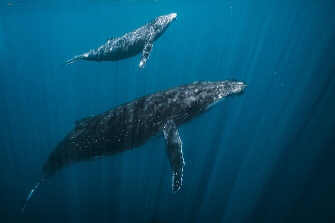 Half Day Whale Watching in a Small Shared Group - What You Can Expect During the Tour