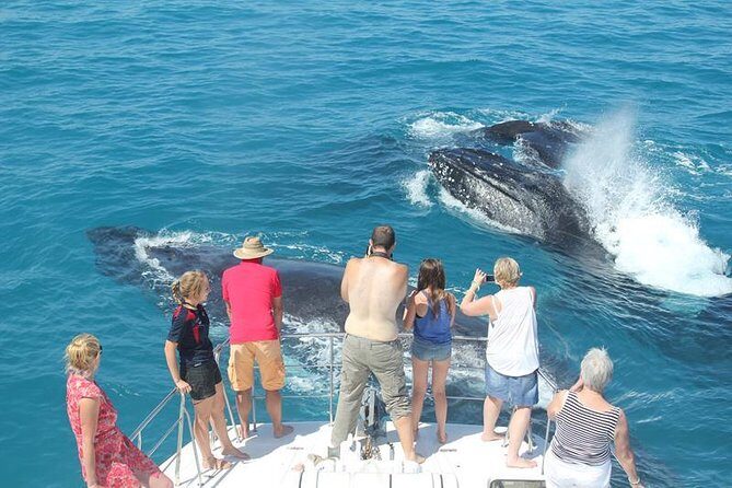 Half-Day Whale Watching Sunset Cruise from Broome - The Experience Value