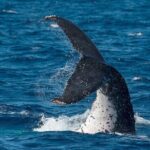 Half-Day Whale Watching Tour from Burnett Heads with Lunch - Analyzing the Value