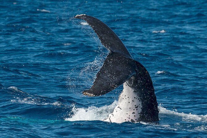 Half-Day Whale Watching Tour from Burnett Heads with Lunch - Analyzing the Value
