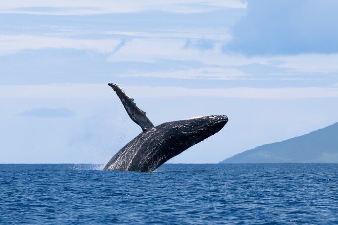 Half day Whales watching PRIVATE group - The Price: Does It Offer Good Value?