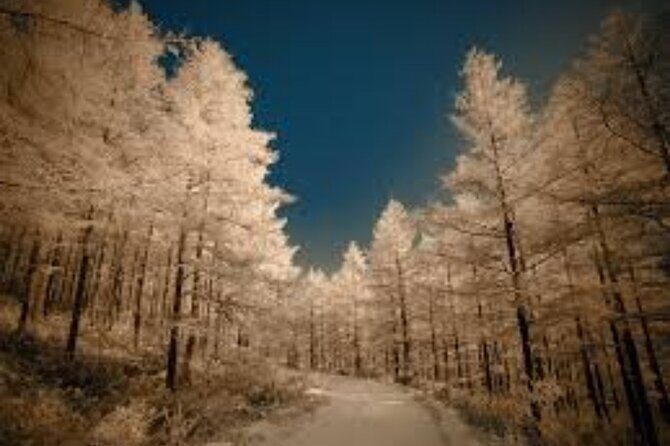 Half Day Winter Ski Adventure in Sapporo - Who Should Consider This Experience?