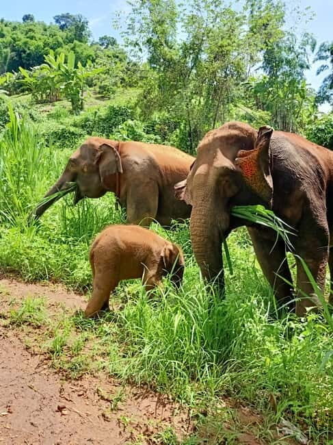 Half-day with CHIANGMAI ELEPHANT CARE program (12pm-6pm.) - What’s Included and What’s Not