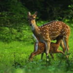 HalfDay Jeep Safari in Minneriya National Park - The Itinerary: What You Can Expect