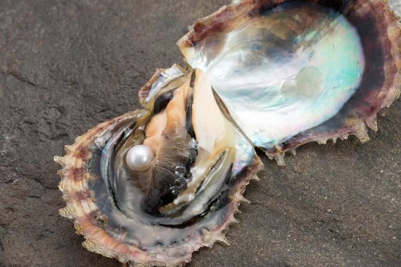 Hands-on Pearl Harvesting Workshop! - What the Reviews Say