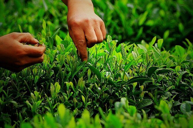 Hangzhou Longjing Tea Culture Immersive Experience Tour - The Value Proposition