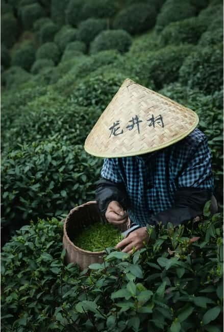 Hangzhou: Longjing Village Tea Picking and Tasting Tour - Exploring the Itinerary: What You Can Expect