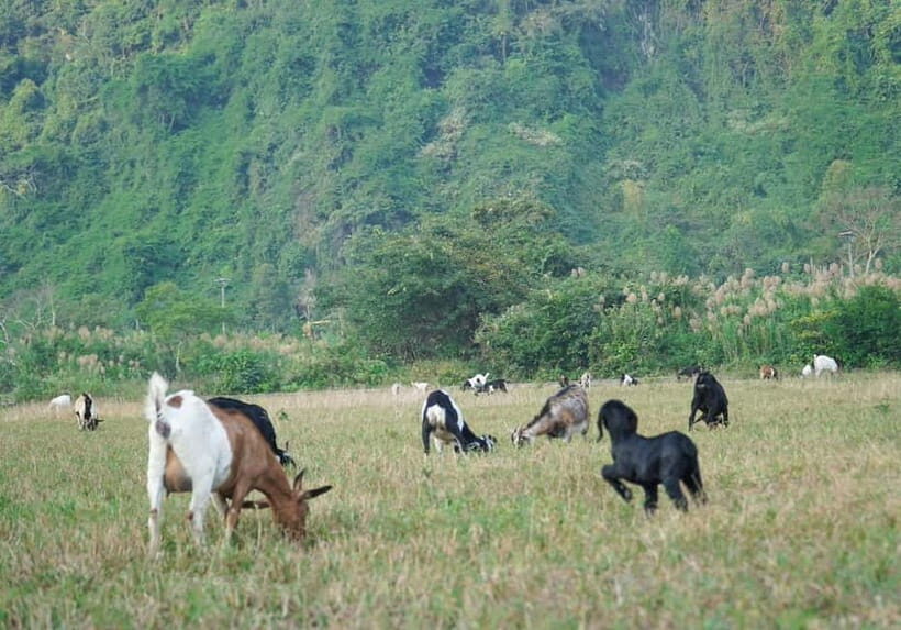 Hanoi/Catba: 2-Day Adventure Cat Ba National Park,Lan Ha Bay - Day Two: Exploring Viet Hai and Monkey Island