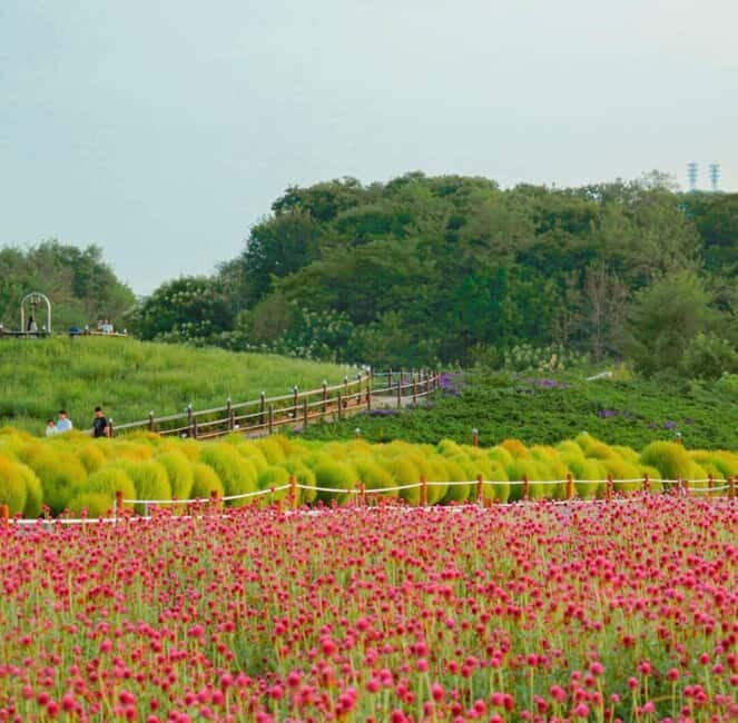 Hantan Canyon & Goseokjeong Flower Garden & Pink Muhly Park - A Detailed Look at the Tour Experience
