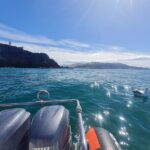 Harbour, Albatross and Wildlife Cruise on Otago Harbour - Practical Tips for Your Trip