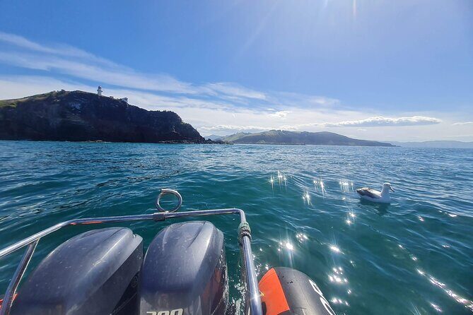 Harbour, Albatross and Wildlife Cruise on Otago Harbour - Practical Tips for Your Trip