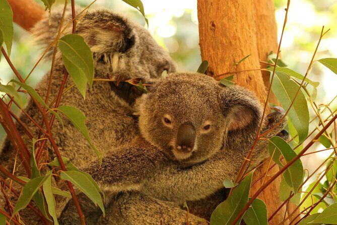 Hartley Crocodile Park with Kuranda, Skyrail Cableway and Train - Who Will Love This Tour?