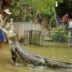 Hartleys Crocodile Adventures Half-Day Tour from Cairns - An In-Depth Look at the Tour