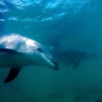 Hauraki Gulf: Hammerhead Experience Dive Charter - Exploring the Hauraki Gulf: A Marine Wonderland