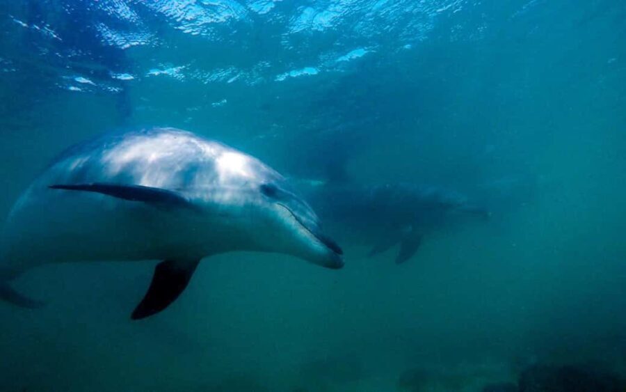 Hauraki Gulf: Hammerhead Experience Dive Charter - Exploring the Hauraki Gulf: A Marine Wonderland