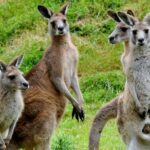 Healesville Sanctuary And Phillip Island Wildlife Bus Tour - Why This Tour Offers Great Value