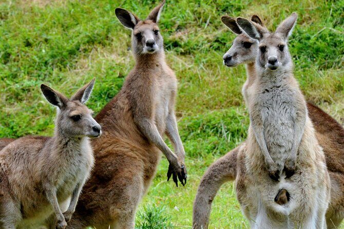 Healesville Sanctuary And Phillip Island Wildlife Bus Tour - Why This Tour Offers Great Value