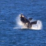 Hermanus Whale Watching Boat Trip - Who Will Enjoy This Tour?