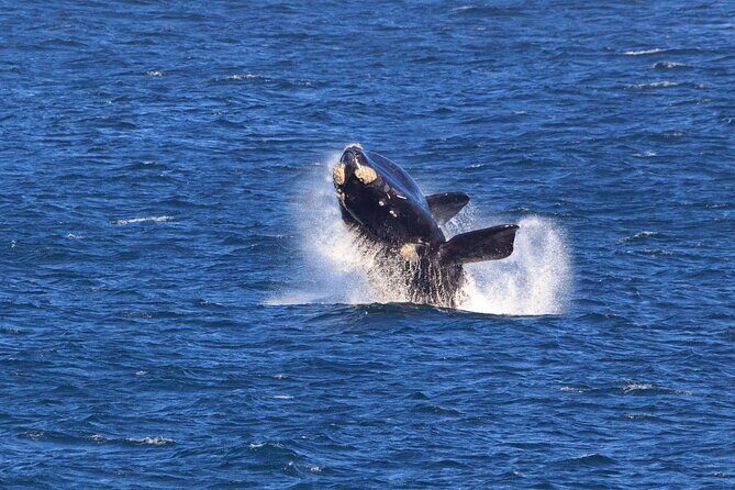 Hermanus Whale Watching Boat Trip - Who Will Enjoy This Tour?