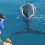 Hervey Bay: 3/4 Day Whale Watching Cruise with Lunch - Authentic Feedback from Travelers