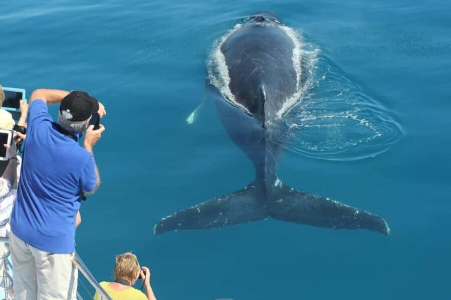 Hervey Bay: 3/4 Day Whale Watching Cruise with Lunch - Authentic Feedback from Travelers