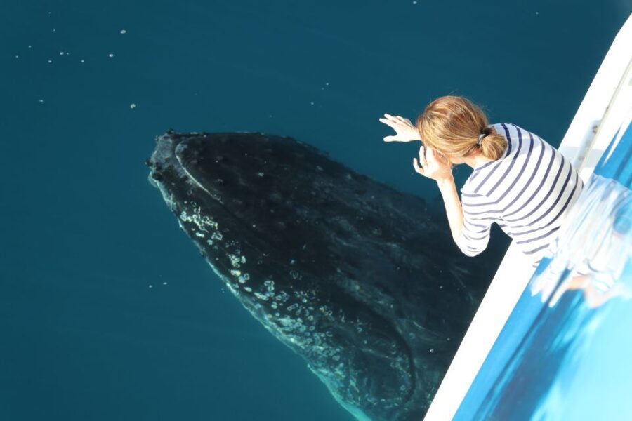 Hervey Bay 4-Hour Whale Watch Encounter - Why This Tour Works Well for Travelers