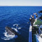 Hervey Bay: Best Value Half Day Whale Watching Cruise - What You Might Love About This Tour