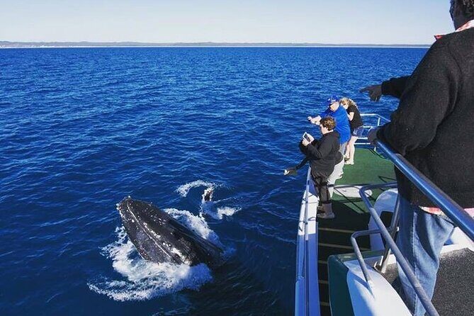 Hervey Bay: Best Value Half Day Whale Watching Cruise - What You Might Love About This Tour