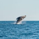 Hervey Bay: Exclusive Whale Watch Encounter - Practical Details for Your Trip