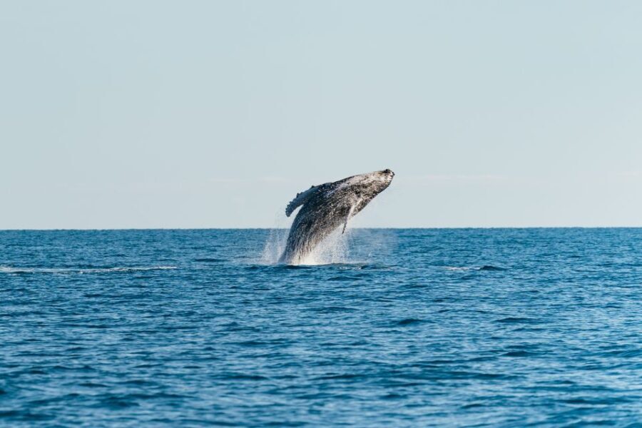 Hervey Bay: Exclusive Whale Watch Encounter - Practical Details for Your Trip