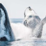 Hervey Bay: Half-Day Whale and Island Adventure by Boat - Authentic Perspectives: What Travelers Say