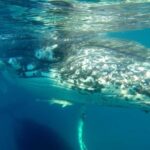 Hervey Bay: Half-Day Whale Watching Cruise - FAQ
