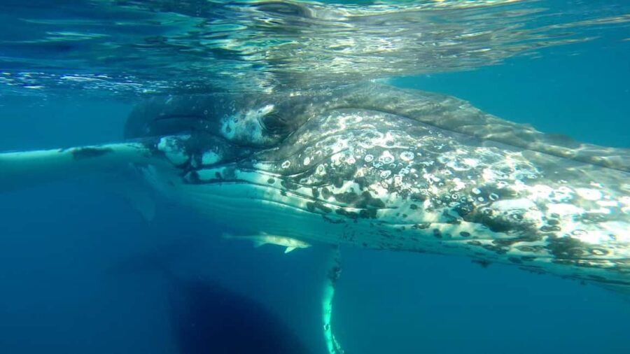 Hervey Bay: Half-Day Whale Watching Cruise - FAQ
