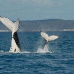 Hervey Bay: Half-Day Whale Watching Cruise with Meal - A Thorough Look at the Experience