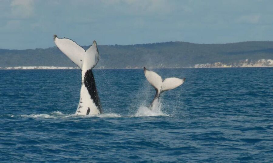 Hervey Bay: Half-Day Whale Watching Cruise with Meal - A Thorough Look at the Experience