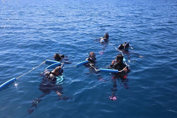 Hervey Bay Whale Swim and Watch - The Sum Up: Is This Tour Worth It?