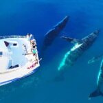 Hervey Bay Whale Watching Cruise - Who Should Consider This Tour?