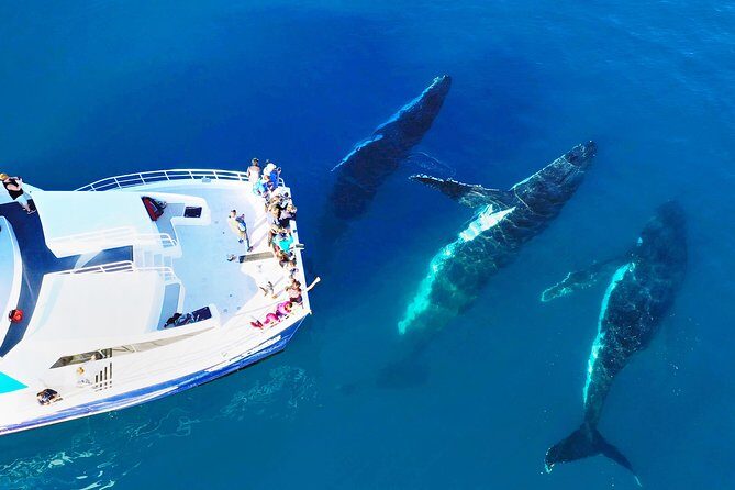 Hervey Bay Whale Watching Cruise - Who Should Consider This Tour?