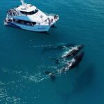 Hervey Bay Whale Watching Experience - The Value of the Experience