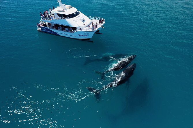 Hervey Bay Whale Watching Experience - The Value of the Experience
