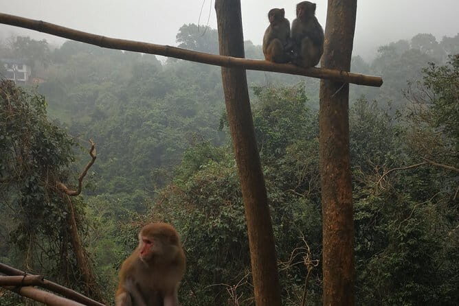Hike the monkey hill - Final Thoughts: Who Should Book This Tour?