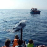 Hikkaduwa/Galle/Ahangama: Whale Watching Tour in Mirissa - What to Expect on Your Whale Watching Trip