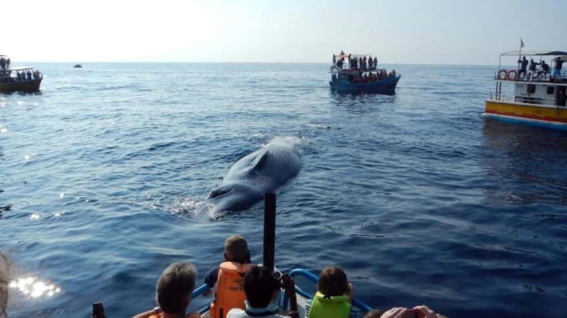 Hikkaduwa/Galle/Ahangama: Whale Watching Tour in Mirissa - What to Expect on Your Whale Watching Trip