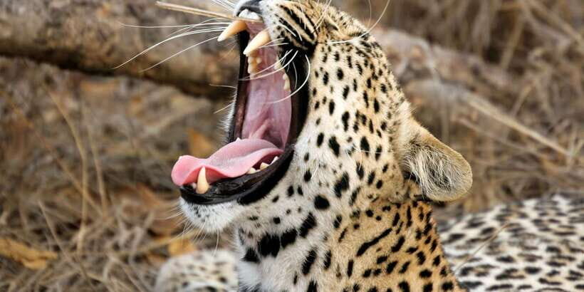 Hikkaduwa/Galle/Weligama/Mirissa/Tangalle: Yala Safari Tour - The Practicalities and Tips