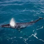 Hillarys Boat Harbour 2-Hour Whale Watching Cruise - 09:00am - The Sum Up