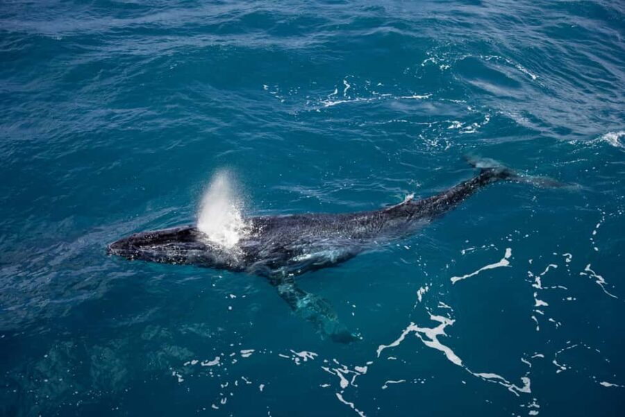 Hillarys Boat Harbour 2-Hour Whale Watching Cruise - 09:00am - The Sum Up