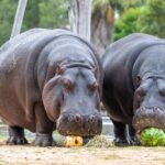 Hippo Experience at Werribee Open Range Zoo - excl. entry - The Bottom Line