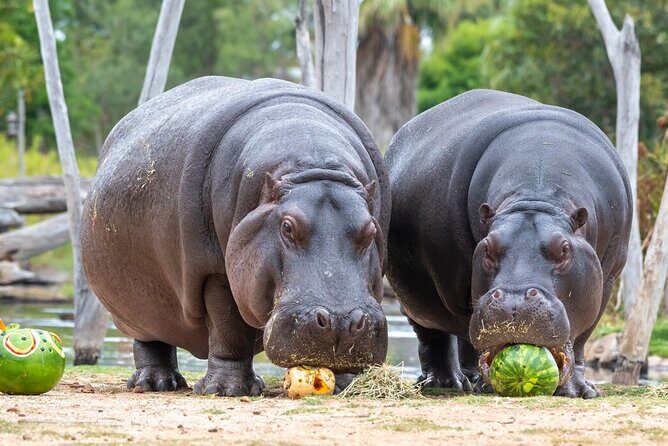 Hippo Experience at Werribee Open Range Zoo - excl. entry - The Bottom Line
