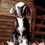 Historic Homestead Tour with Morning Tea - A Detailed Look at What the Tour Offers
