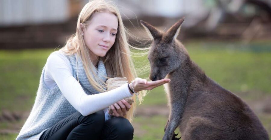 Hobart: Admission Ticket to Bonorong Wildlife Sanctuary - What You Can Expect During Your Visit